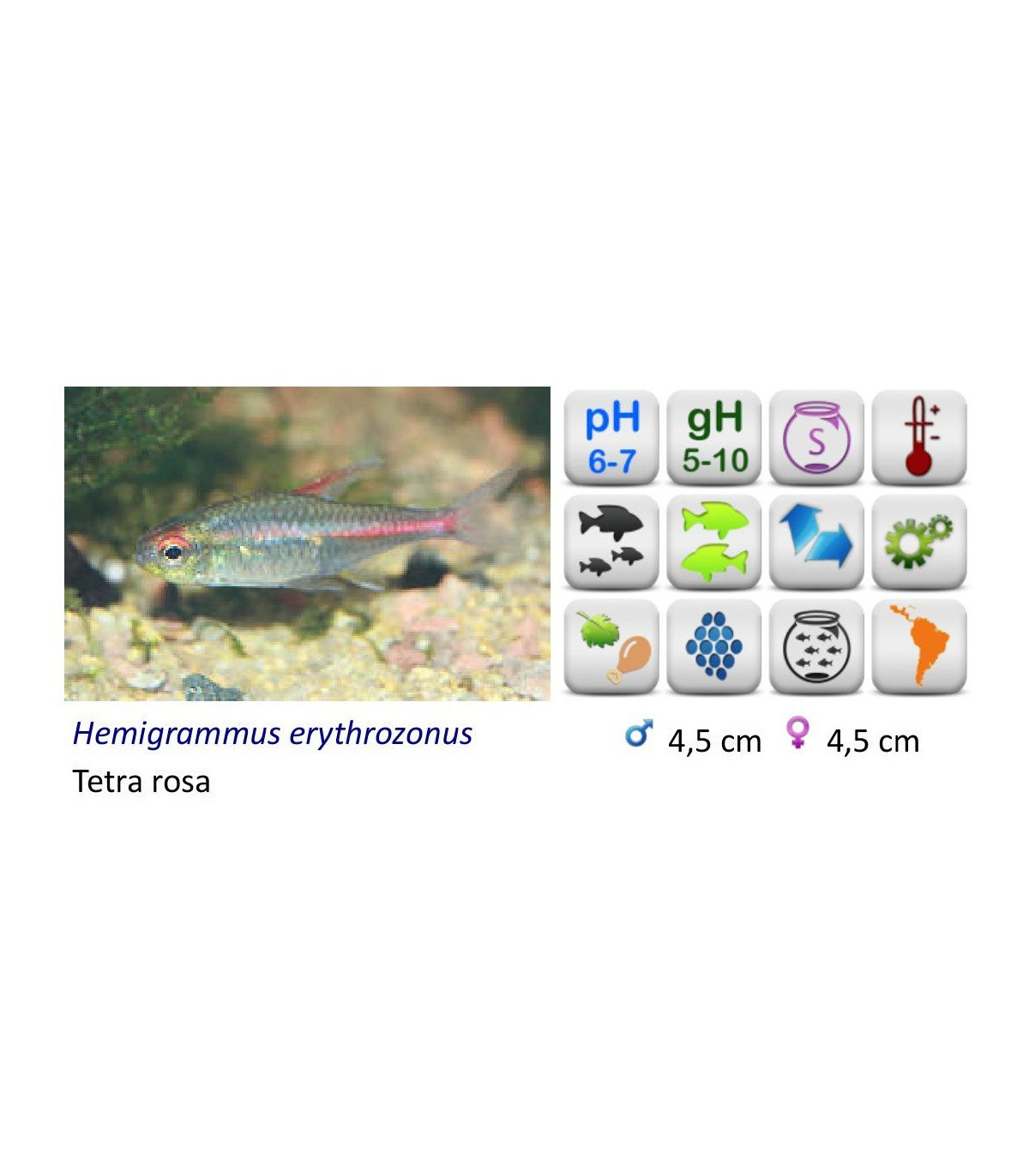 Peces Agua Dulce TETRA ROSA | Mundo Verde/Garden Center